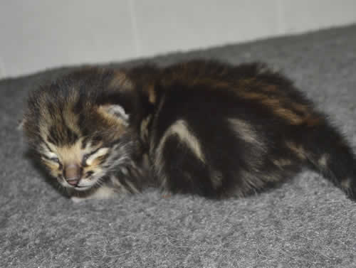 f2-savannah-kitten-leg0128ma - Savannah Kittens by Amanukatz f2-savannah-kitten-leg0128ma - Savannah Kittens by Amanukatz