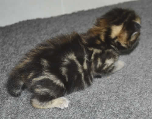 f2-savannah-kitten-leg0128mb - Savannah Kittens by Amanukatz f2-savannah-kitten-leg0128mb - Savannah Kittens by Amanukatz