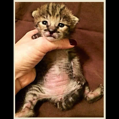 f2 savannah kittens mela - Savannah Kittens by Amanukatz f2 savannah kittens mela - Savannah Kittens by Amanukatz