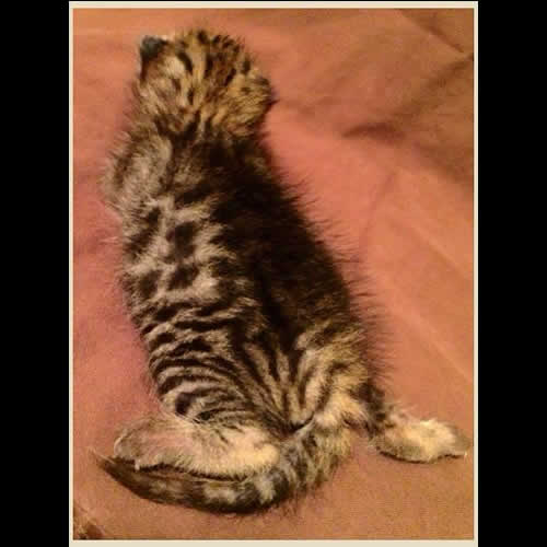 f2 savannah kitten melc - Savannah Kittens by Amanukatz f2 savannah kitten melc - Savannah Kittens by Amanukatz