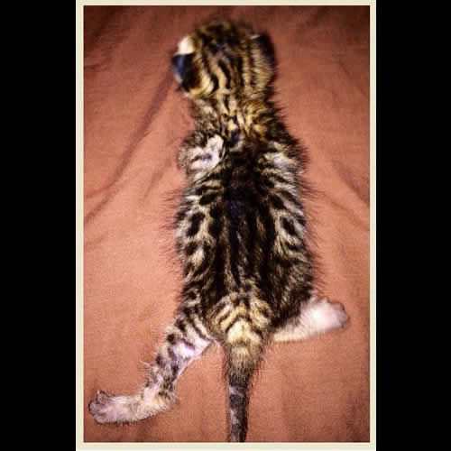 f2 savannah kitten meld - Savannah Kittens by Amanukatz f2 savannah kitten meld - Savannah Kittens by Amanukatz