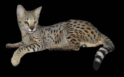Savannah Cat F Generations Explained What the F mean in Savannah Cats