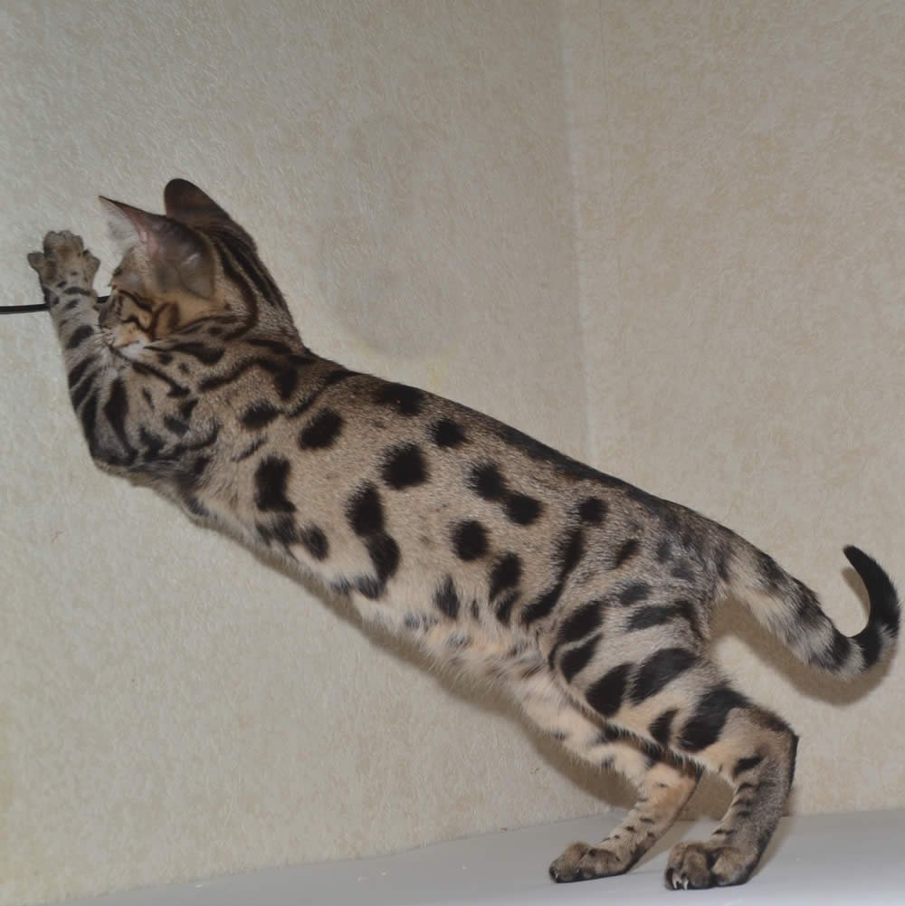 F2 Savannah Kittens Available in Ohio Savannah Cats Call 419 533 3719