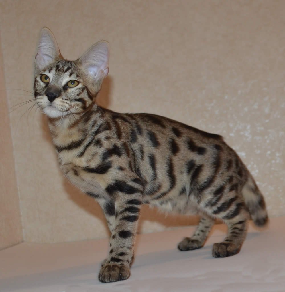 F2 Savannah Kittens Available in Ohio Savannah Cats Call 419 533 3719