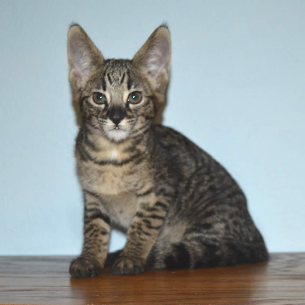 F2 Savannah Kittens Available in Ohio Savannah Cats Call 419 533 3719