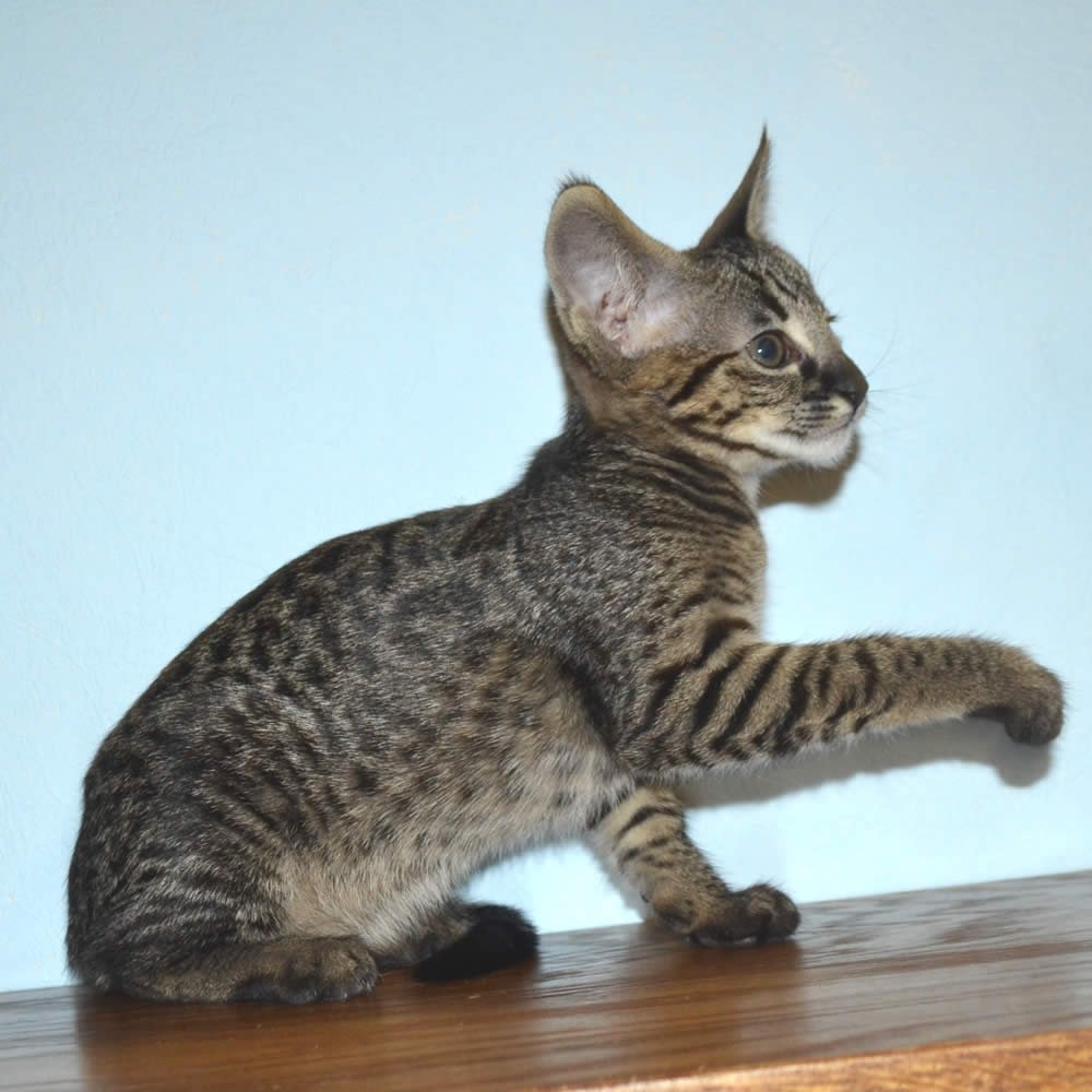 F2 Savannah Kittens Available in Ohio Savannah Cats Call 419 533 3719