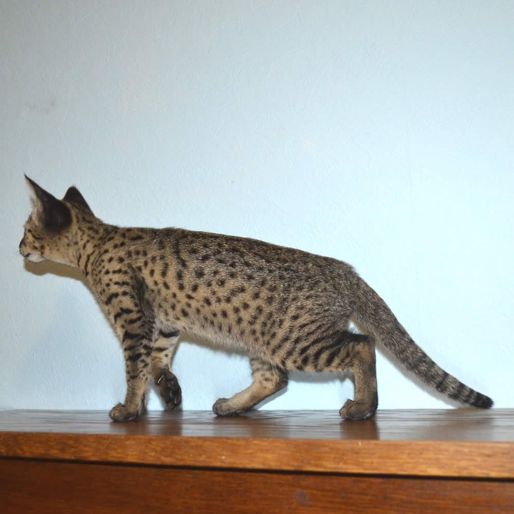 F2 Savannah Kittens Available in Ohio Savannah Cats Call 419 533 3719