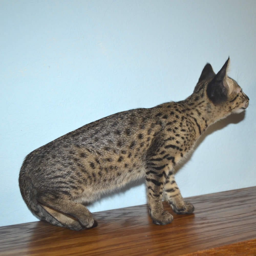F2 Savannah Kittens Available in Ohio Savannah Cats Call 419 533 3719