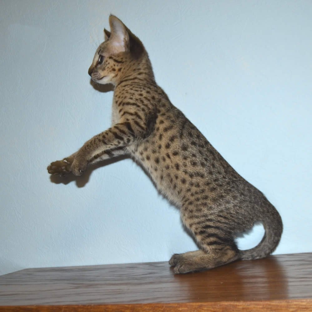 F2 Savannah Kittens Available in Ohio Savannah Cats Call 419 533 3719