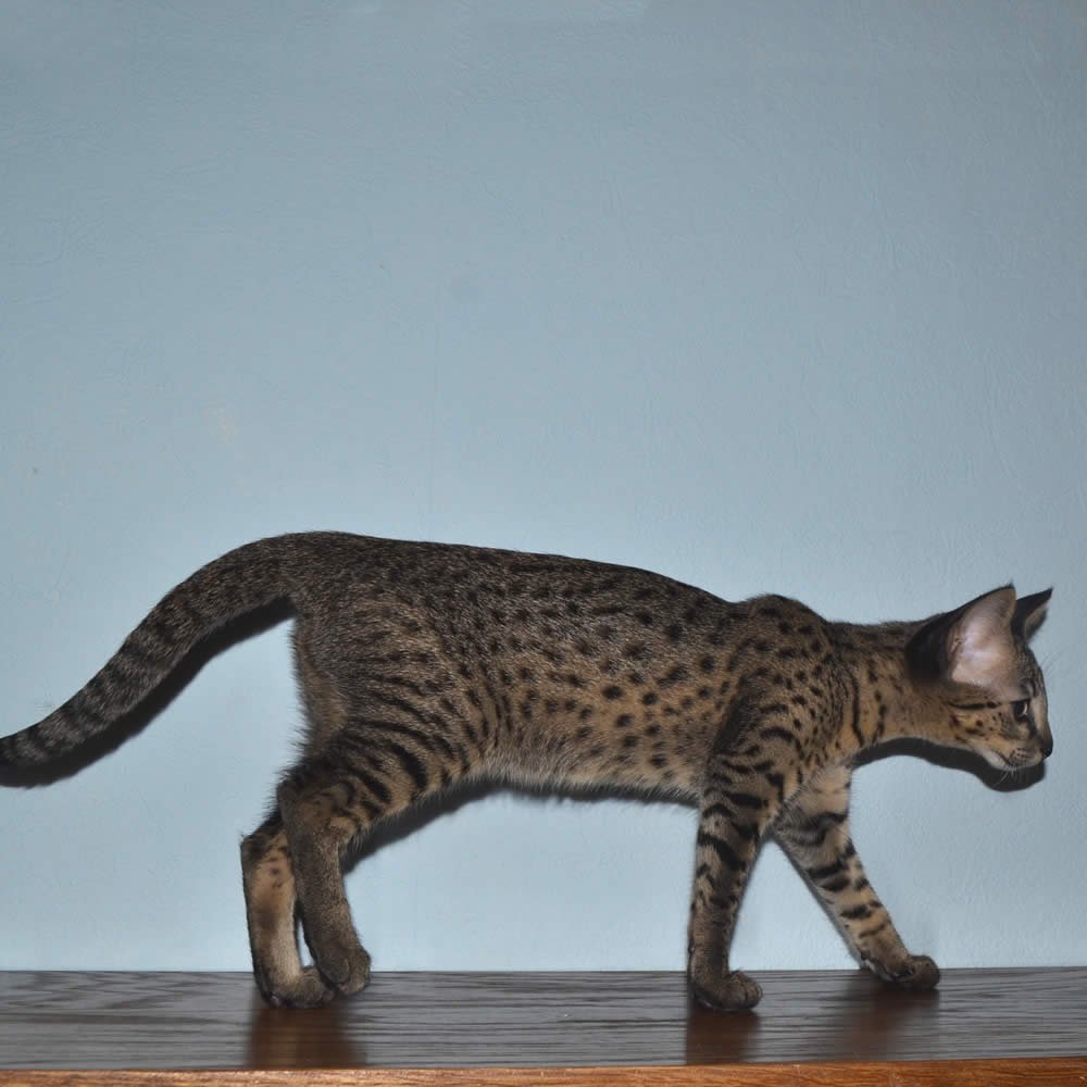 F2 Savannah Kittens Available in Ohio Savannah Cats Call 419 533 3719