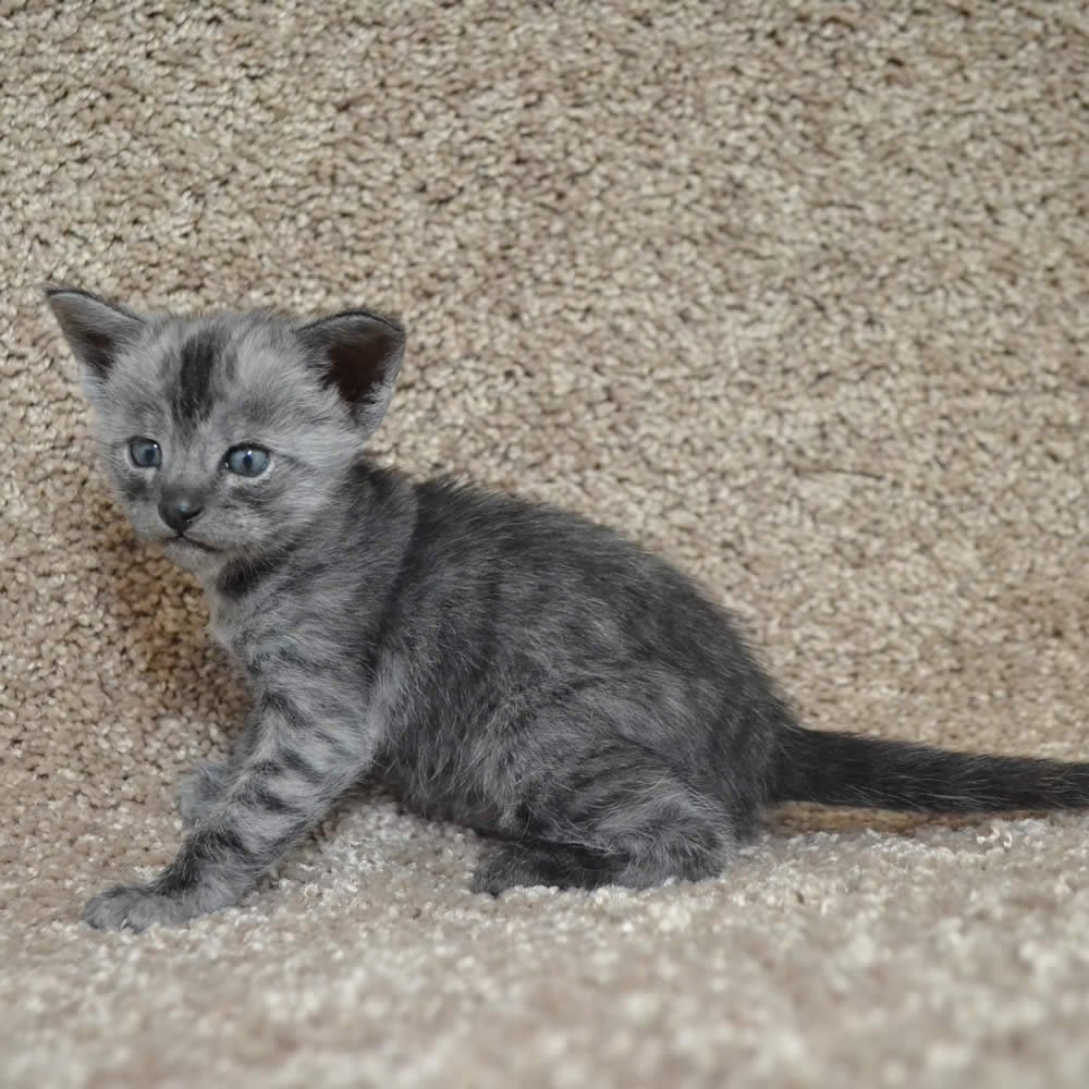 F2 Savannah Kittens Available in Ohio Savannah Cats Call 419 533 3719