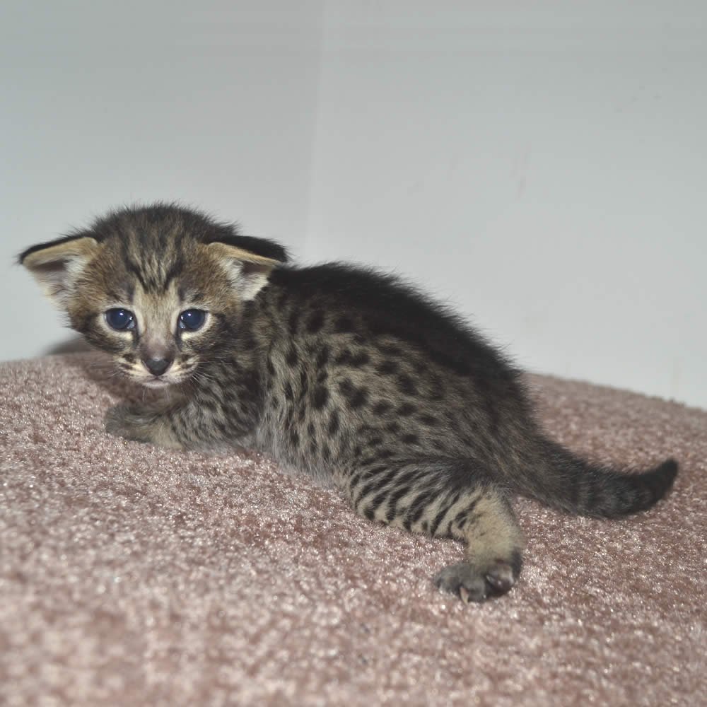 F2 Savannah Kittens Available in Ohio Savannah Cats Call 419 550 1265