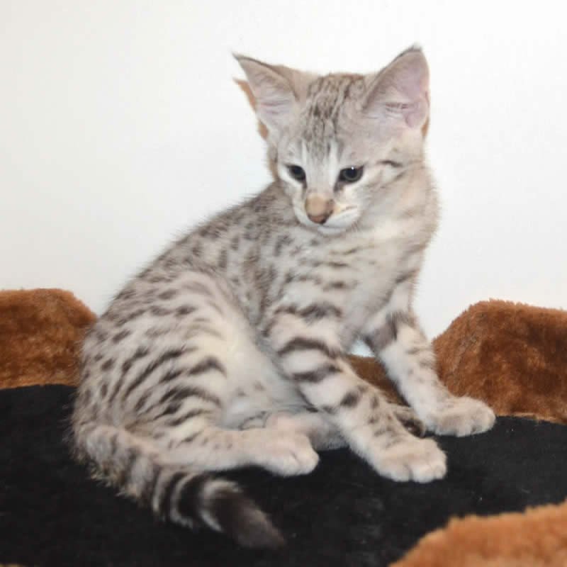 F2 Savannah Kittens Available in Ohio Savannah Cats Call 419 550 1265