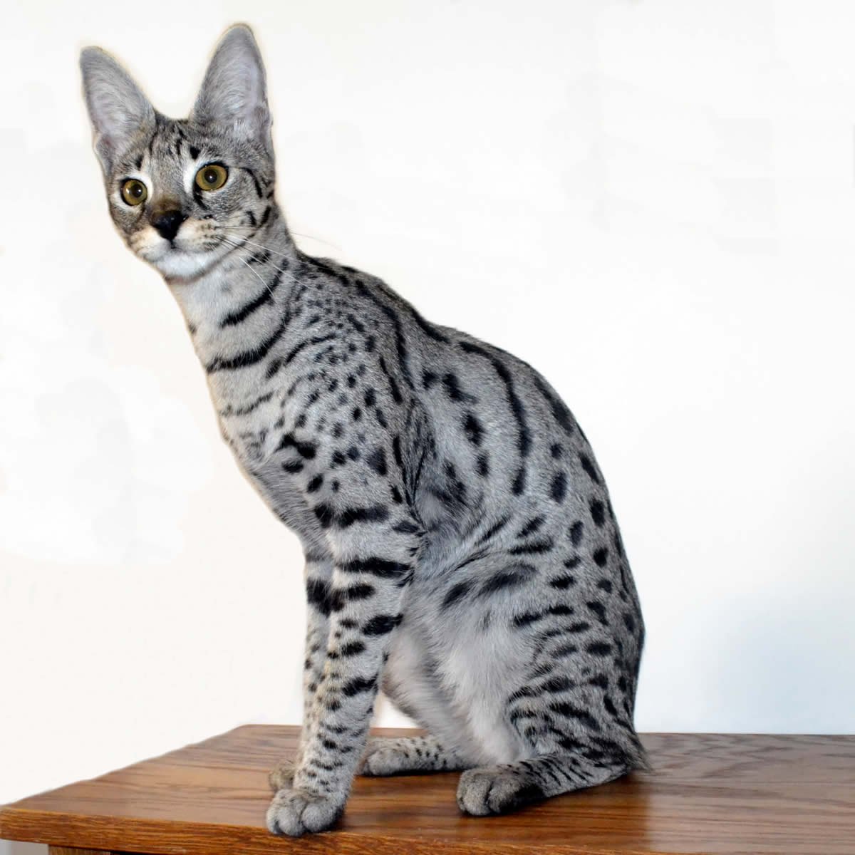 F2 Savannah Kittens Available in Ohio Savannah Cats Call 419 550 1265