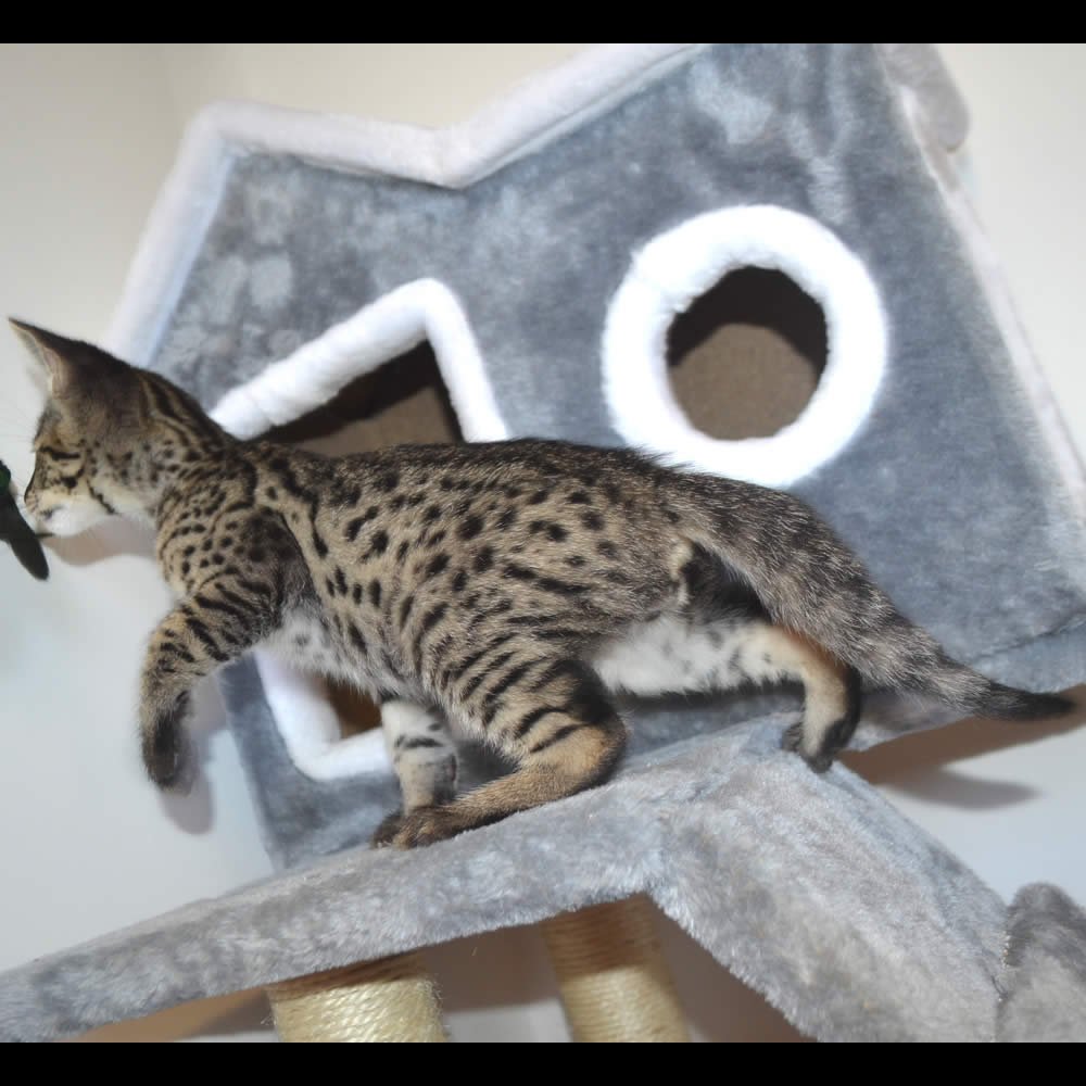 F2 Savannah Kittens Available in Ohio Savannah Cats Call 419 550 1265