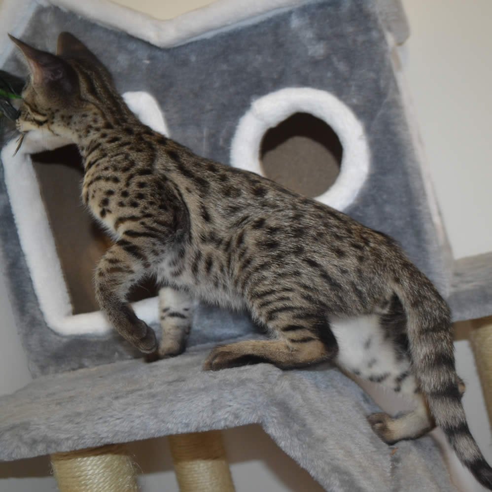 F2 Savannah Kittens Available in Ohio Savannah Cats Call 419 550 1265