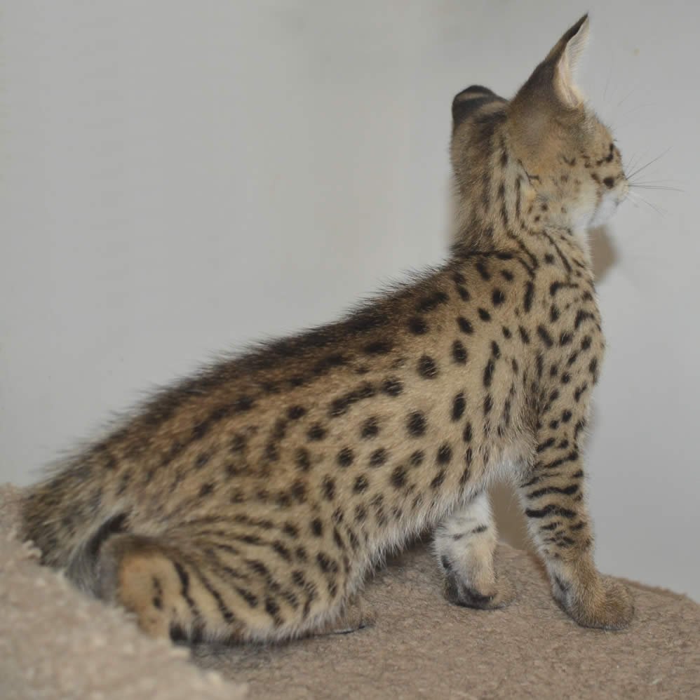 F2 Savannah Kittens Available in Ohio Savannah Cats Call 419 550 1265