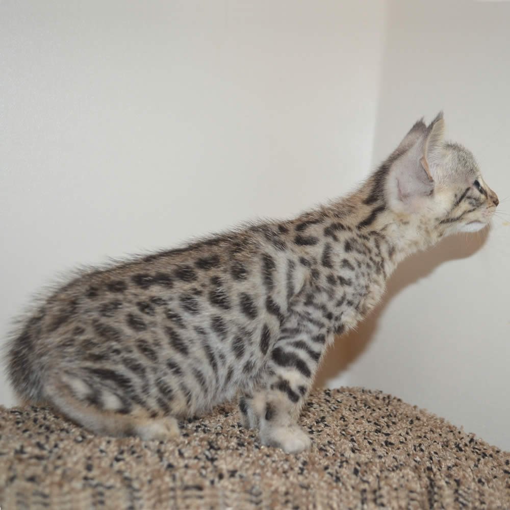 F2 Savannah Kittens Available in Ohio Savannah Cats Call 419 550 1265