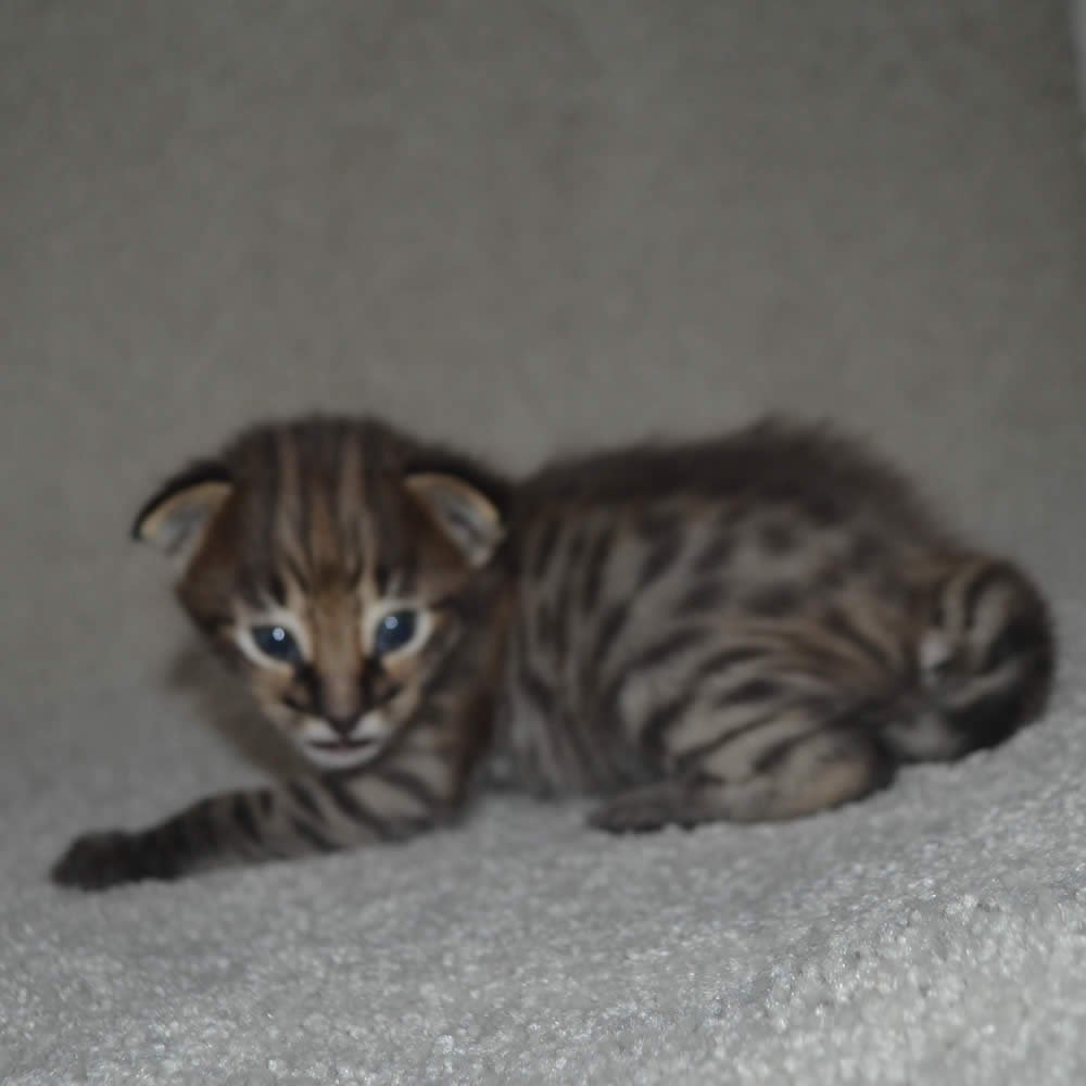F2 Savannah Kittens Available in Ohio Savannah Cats Call 419 550 1265