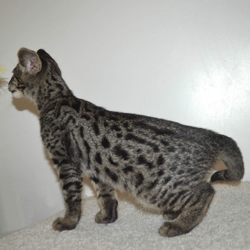 F2 Savannah Kittens Available in Ohio Savannah Cats Call 419 550 1265