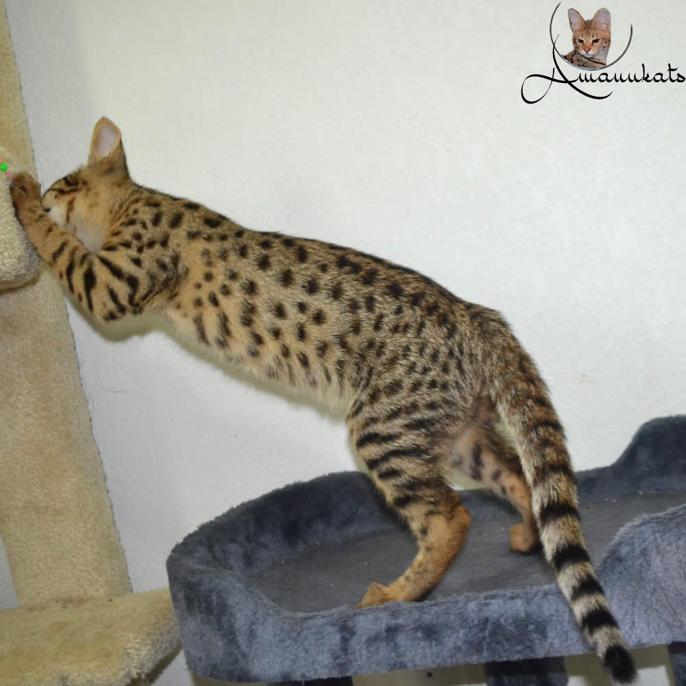 F2 Savannah Kittens Available in Ohio Savannah Cats Call 419 533 3719