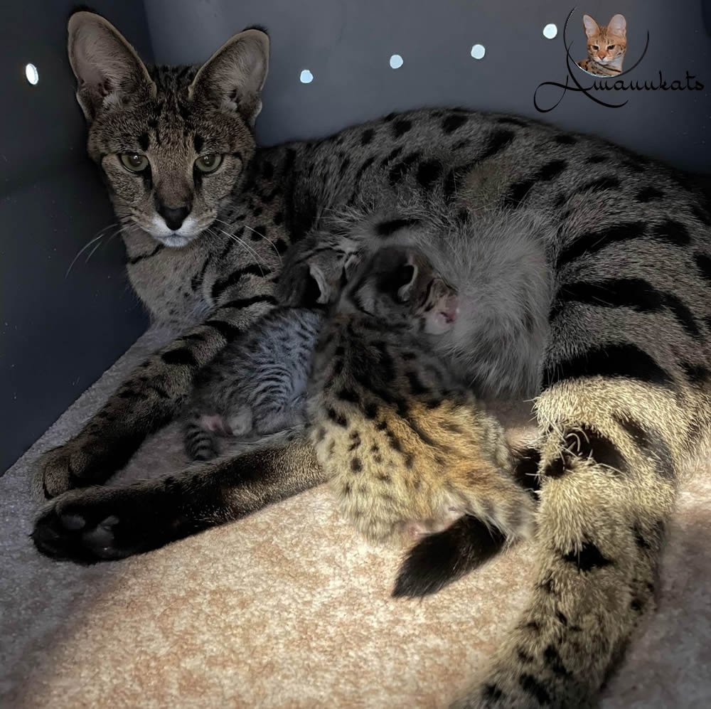 F2 Savannah Kittens Available in Ohio Savannah Cats Call 419 533 3719