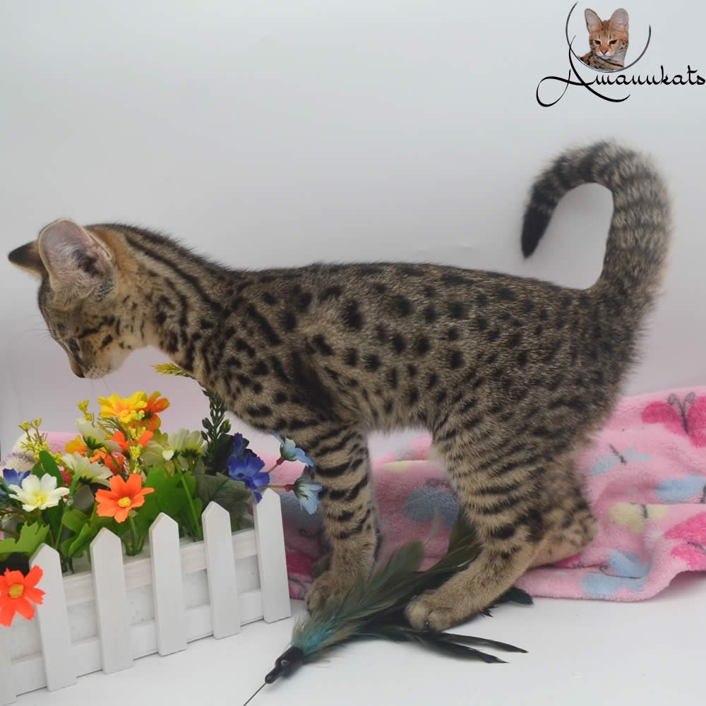 F2 Savannah Kittens Available in Ohio Savannah Cats Call 419 533 3719