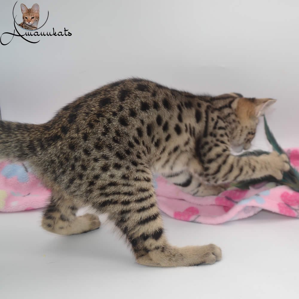 F2 Savannah Kittens Available in Ohio Savannah Cats Call 419 533 3719