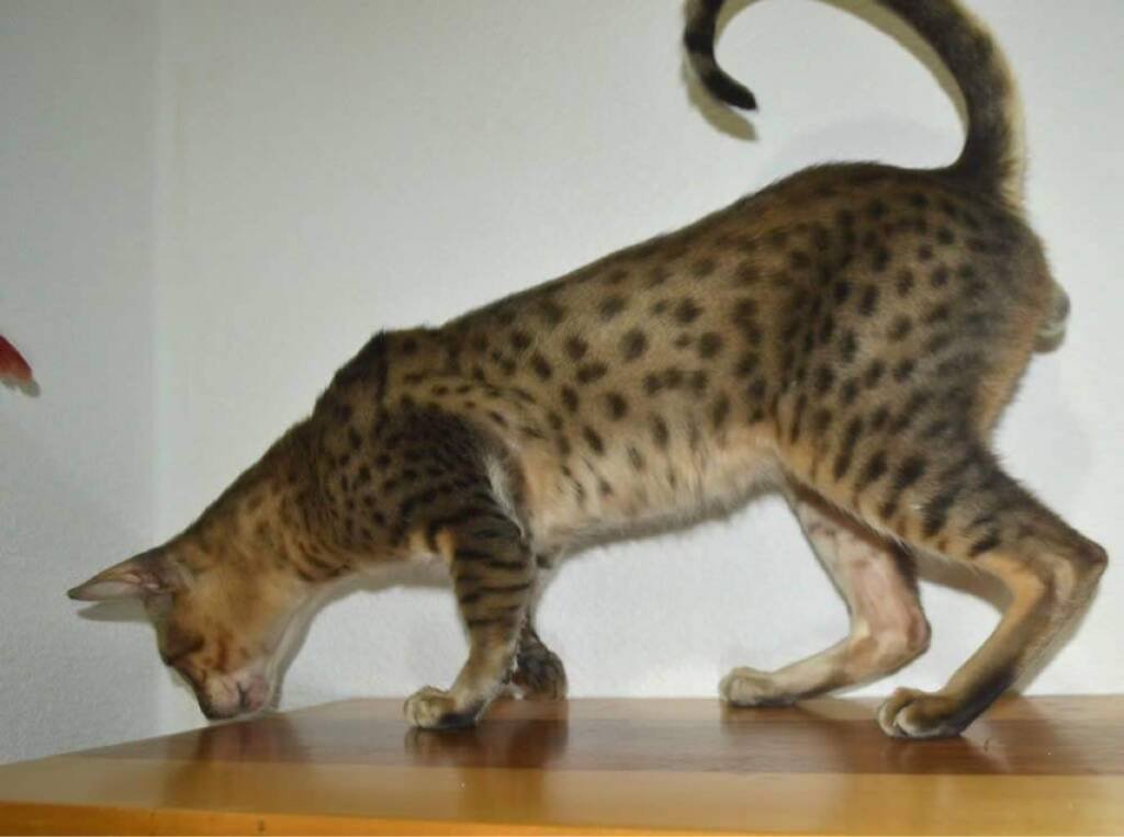 Stud Cats for Sale Proven Savannahs Amanukats periodically offers Male ...