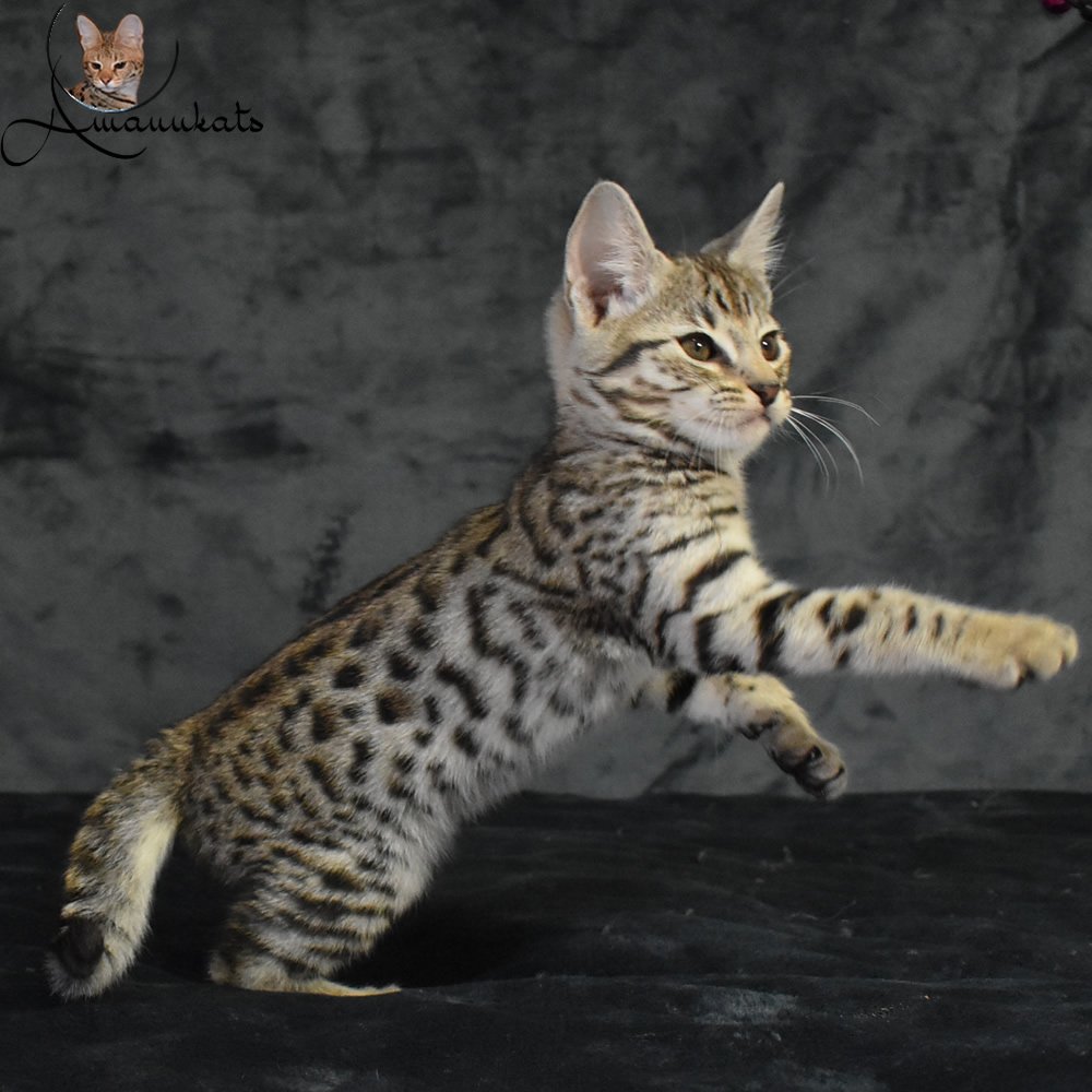 F4 Savannah Kittens - Savannah Kittens by Amanukatz