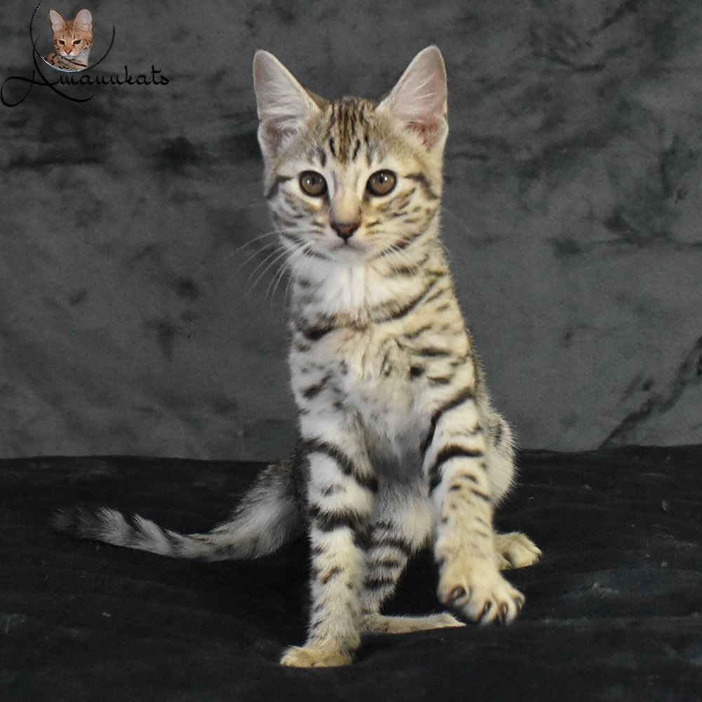 F4 Savannah Kittens - Savannah Kittens by Amanukatz