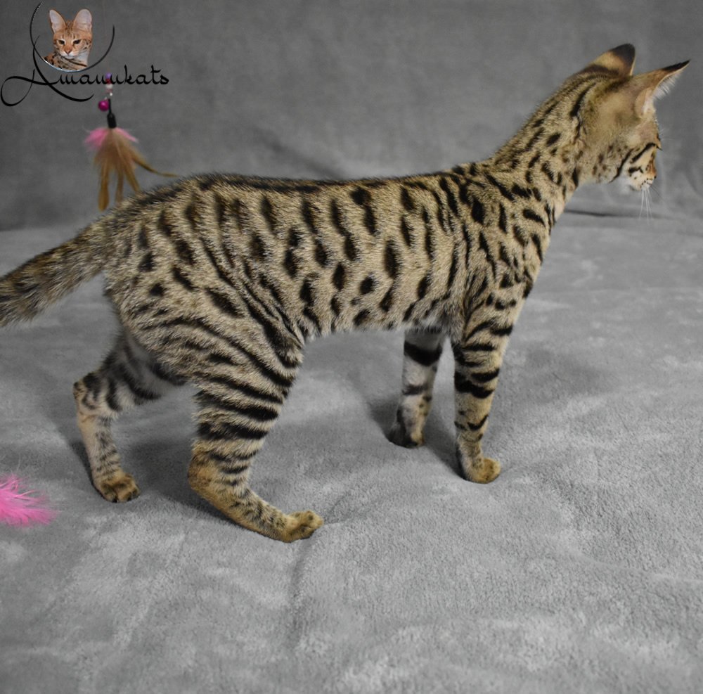 F2 Savannah Kittens Available in Ohio Savannah Cats Call 419 533 3719