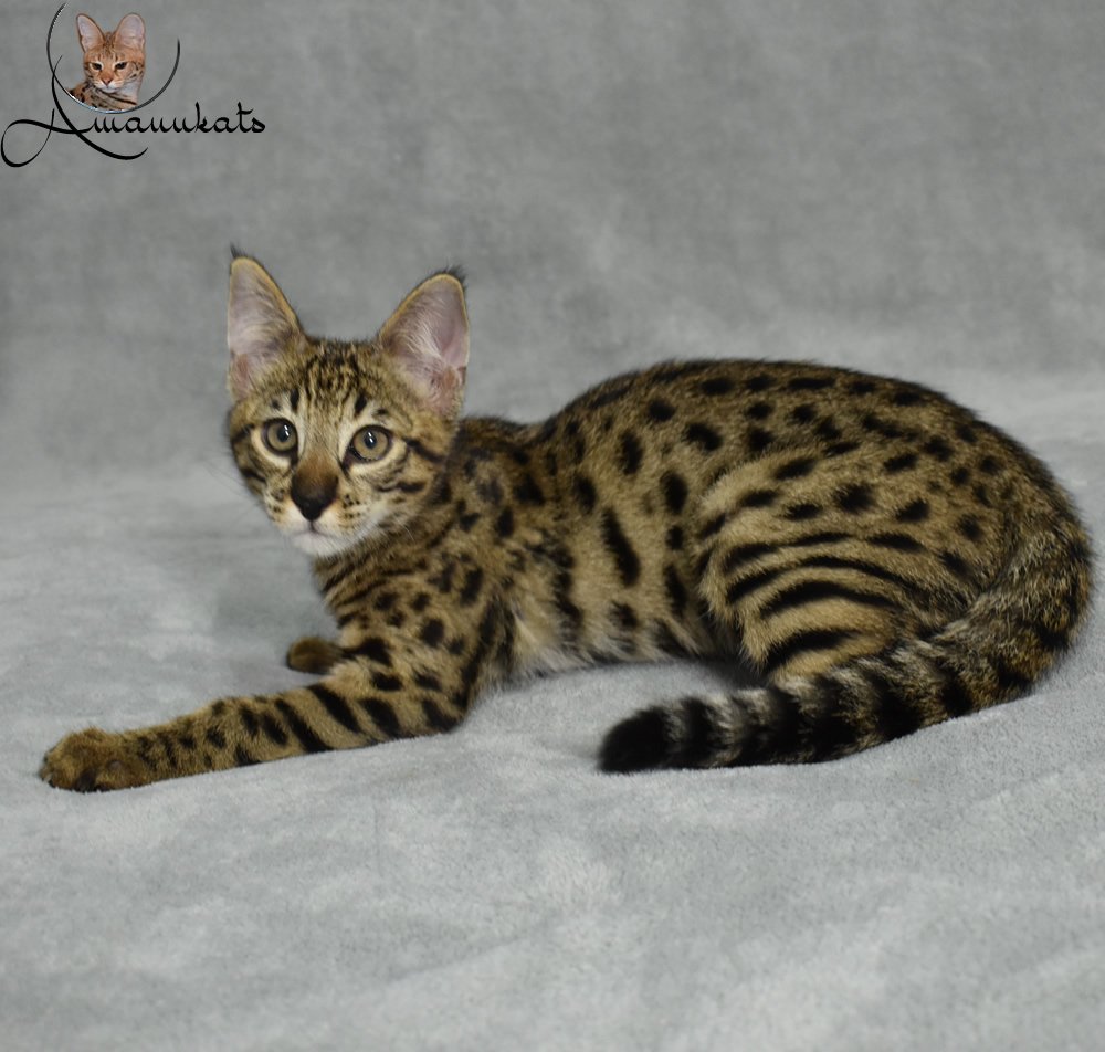 F2 Savannah Kittens Available in Ohio Savannah Cats Call 419 533 3719