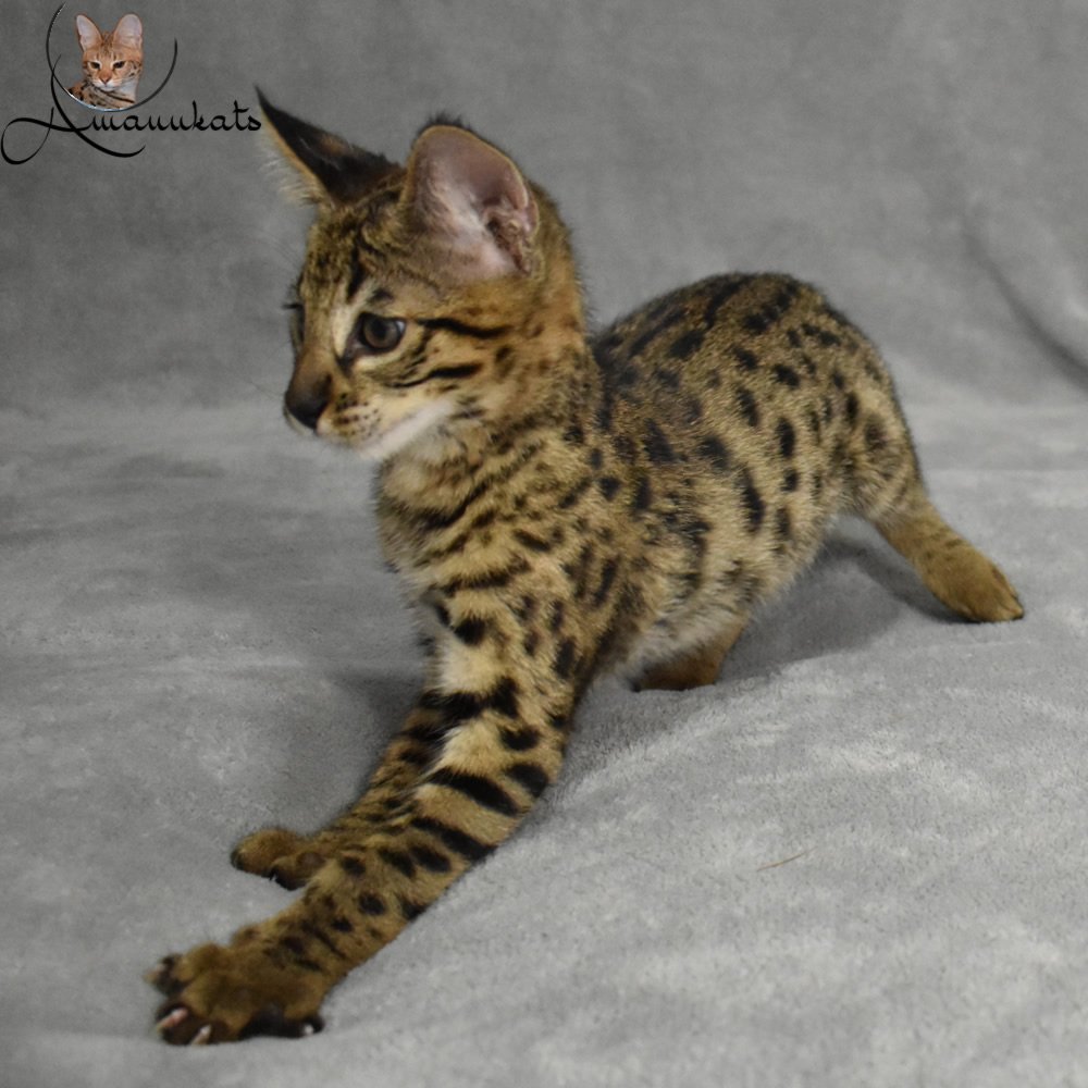F2 Savannah Kittens Available in Ohio Savannah Cats Call 419 533 3719