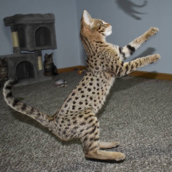 F2 Savannah Kittens Available in Ohio Savannah Cats Call 419 533 3719