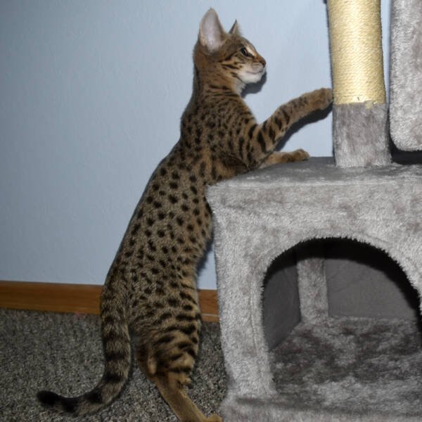 F2 Savannah Kittens Available in Ohio Savannah Cats Call 419 533 3719
