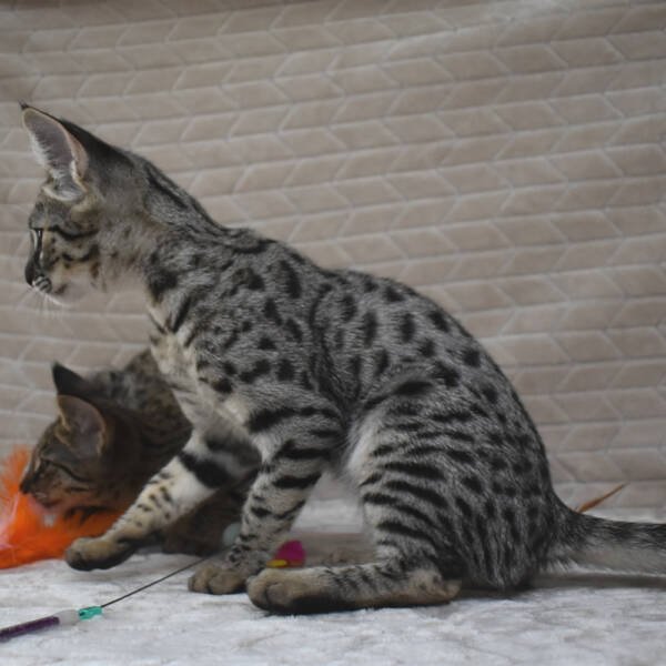 F2 Savannah Kittens Available in Ohio Savannah Cats Call 419 579 0382